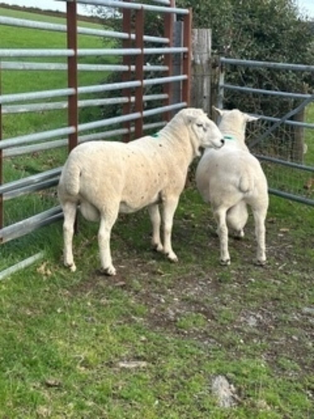 Stock sell/wanted - The EasyCare Sheep Society