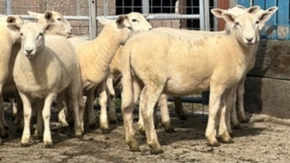 Stock sell/wanted - The EasyCare Sheep Society