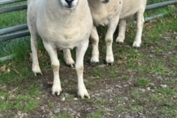 Stock sell/wanted - The EasyCare Sheep Society