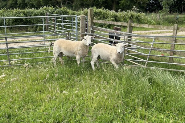Stock sell/wanted - The EasyCare Sheep Society