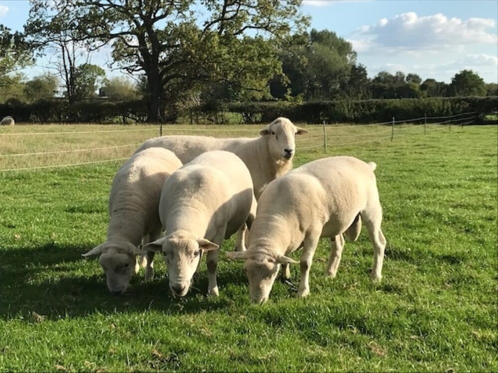 Stock sell/wanted - The EasyCare Sheep Society